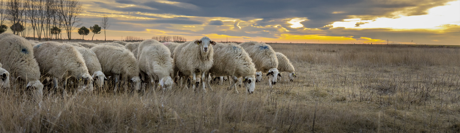 Sheep - MSD Animal Health Filipinas